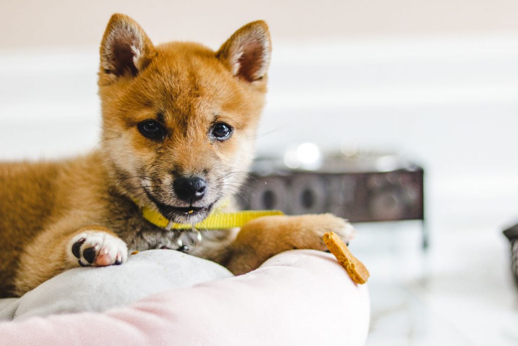 Vegan Pumpkin Dog Treats (4-Ingredients) - Okonomi Kitchen